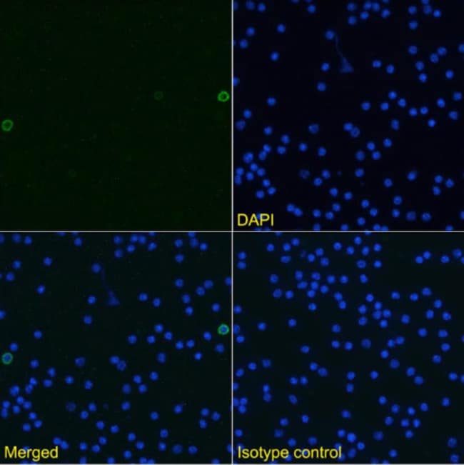 TWEAK Chimeric Recombinant Rabbit Monoclonal Antibody (MTW-1 ...