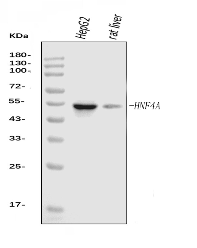 Invitrogen HNF4A Monoclonal Antibody (6C8E9) 100 μg; Unconjugated ...
