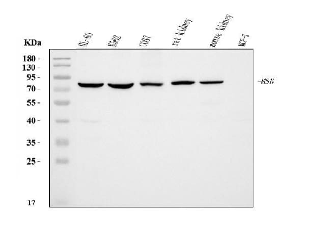 Moesin Monoclonal Antibody (8D4), Invitrogen 100 μg; Unconjugated:Antibodies, | Fisher Scientific