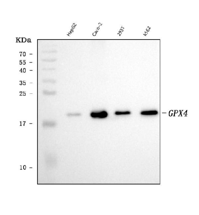 GPX4 Monoclonal Antibody (6I4E7), Invitrogen 100 μg; Unconjugated ...