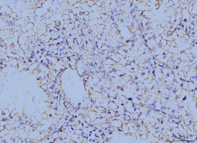 Annexin A6 Monoclonal Antibody (4C4), Invitrogen 100 μg; Unconjugated ...