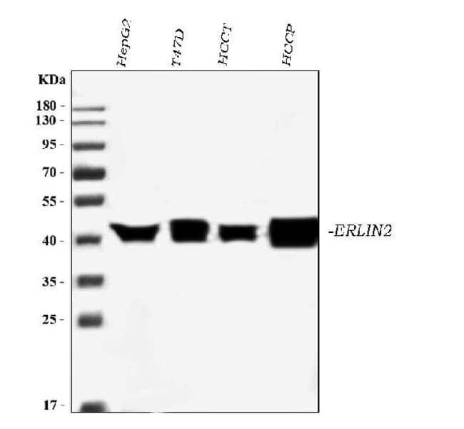 ERLIN2 Monoclonal Antibody (3H9A2), Invitrogen 100 μg; Unconjugated ...