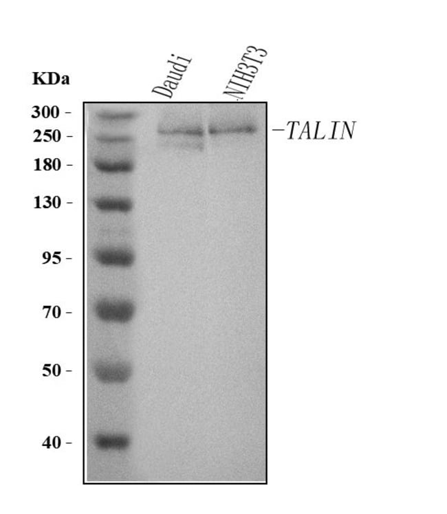Talin 2 Monoclonal Antibody (8d4), Invitrogen 100 μg; Unconjugated ...