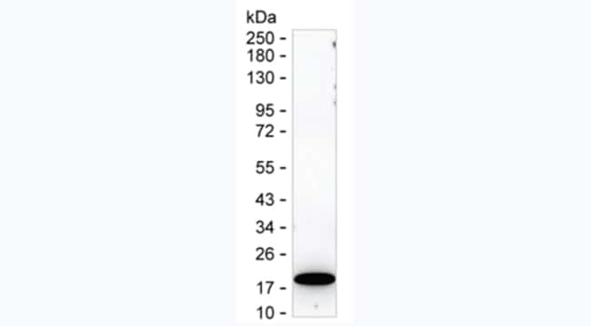 IL-1 beta Monoclonal Antibody (10C3), Invitrogen 100 μg; Unconjugated ...