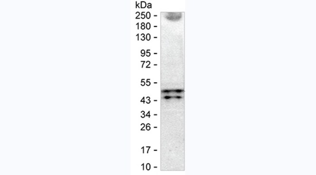 alpha-1 Microglobulin Monoclonal Antibody (KT156), Invitrogen 100 μg ...