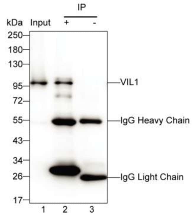 Villin Monoclonal Antibody (16A4), Invitrogen 100 μg; Unconjugated ...