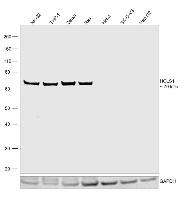 HCLS1 Recombinant Rabbit Monoclonal Antibody (PSH01-12), Invitrogen 100 ...
