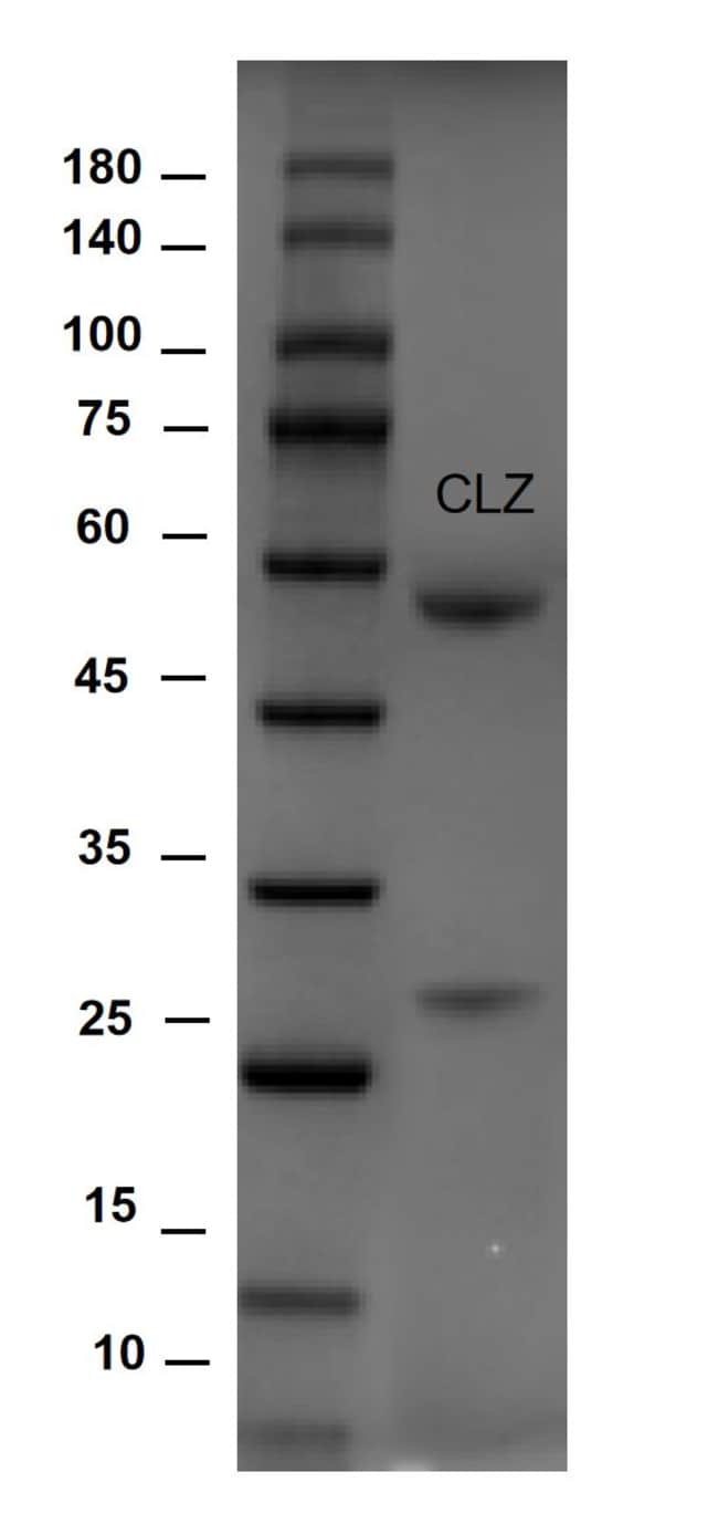 Invitrogen Carazolol Monoclonal Antibody (4B10) 200 μg; Unconjugated ...