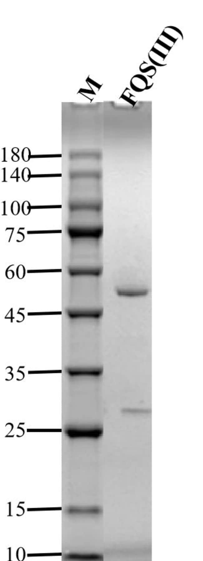Fluoroquinolone 3 Monoclonal Antibody (3E4), Invitrogen 200 μg ...