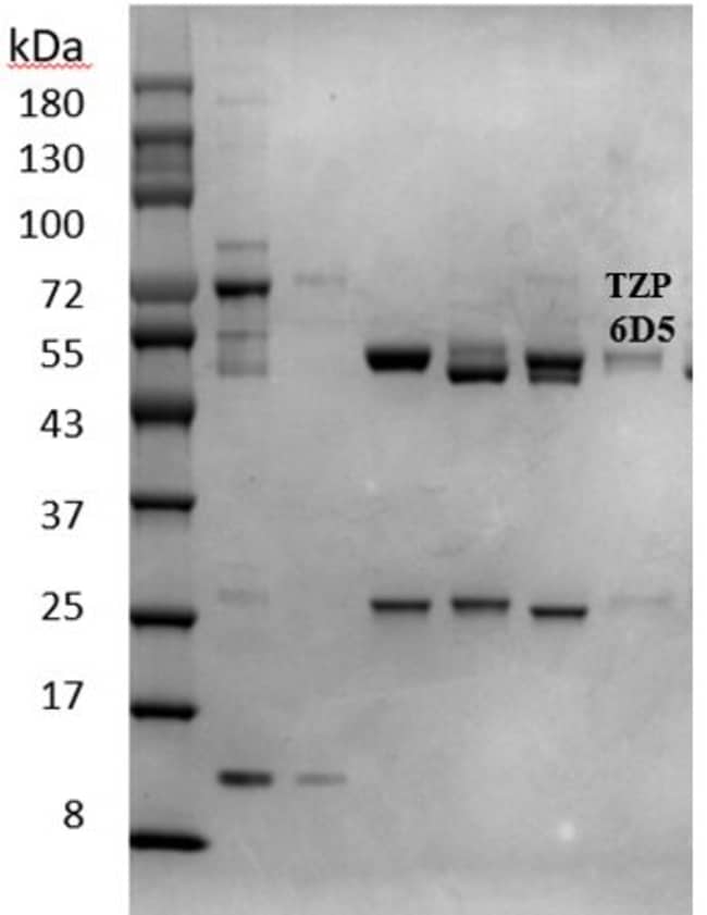 Triazophos Monoclonal Antibody (6D5), Invitrogen 200 μg, Unconjugated ...
