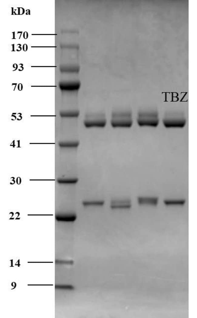 Invitrogen Tebuconazole Monoclonal Antibody (1E10) 200 μg; Unconjugated ...