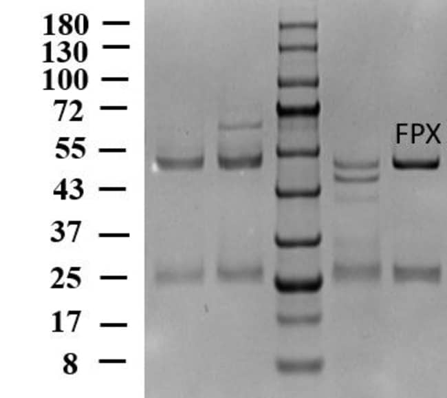 Fluxapyroxad Monoclonal Antibody (1G5), Invitrogen 200 μg, Unconjugated ...