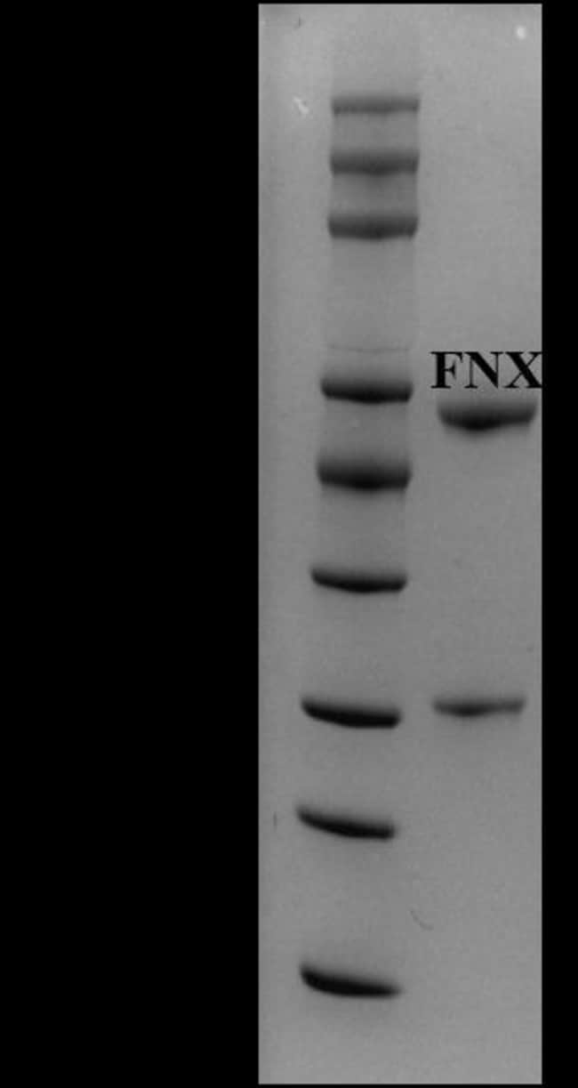 Flunixin Monoclonal Antibody (1F4), Invitrogen 200 μg, Unconjugated ...