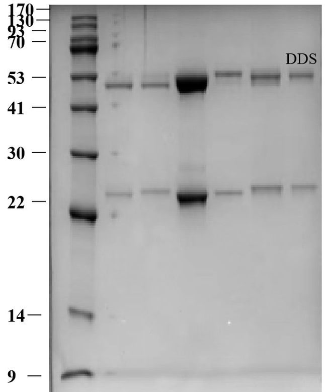 Dapsone Monoclonal Antibody (4C1), Invitrogen 200 μg, Unconjugated ...