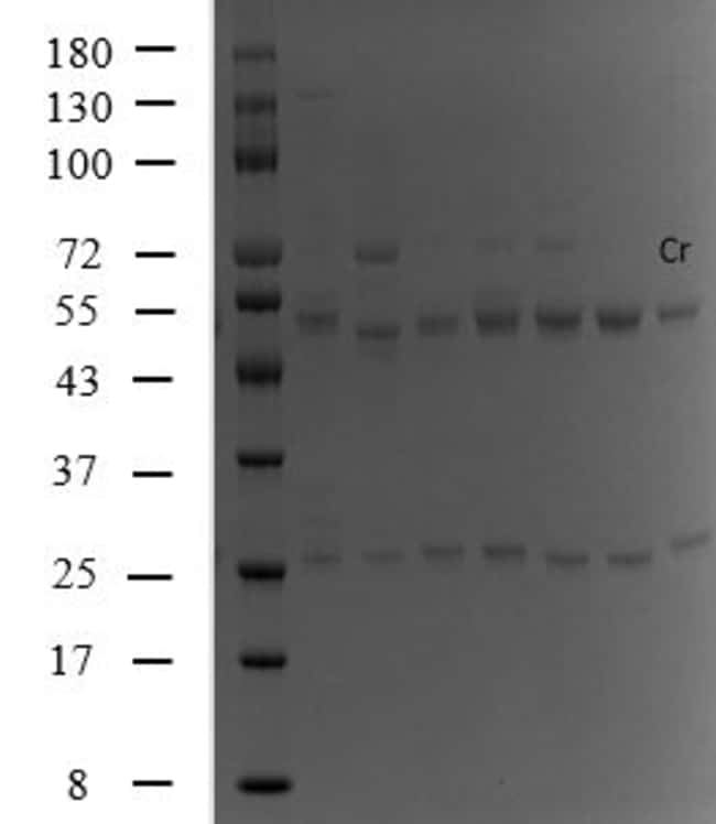 Chromium Monoclonal Antibody (1C9), Invitrogen 200 μg; Unconjugated ...