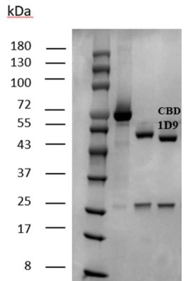 Carbendazim Monoclonal Antibody (1D9), Invitrogen 200 μg, Unconjugated ...