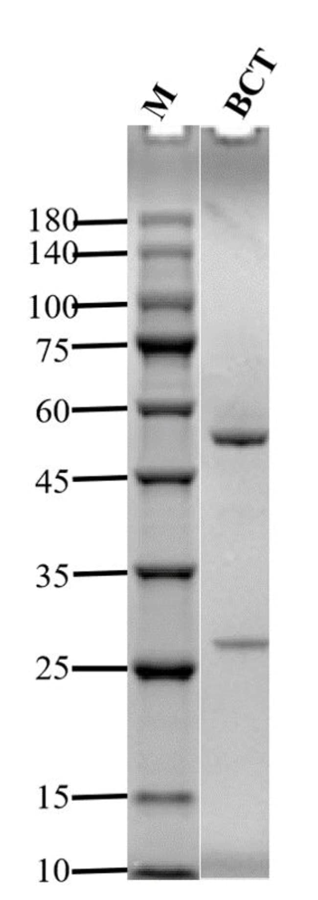Invitrogen Bacitracin Monoclonal Antibody (4B11) 200 μg; Unconjugated ...