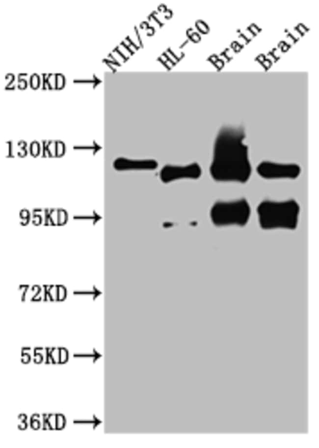 OGT Recombinant Rabbit Monoclonal Antibody (8G7), Invitrogen 100 μL ...