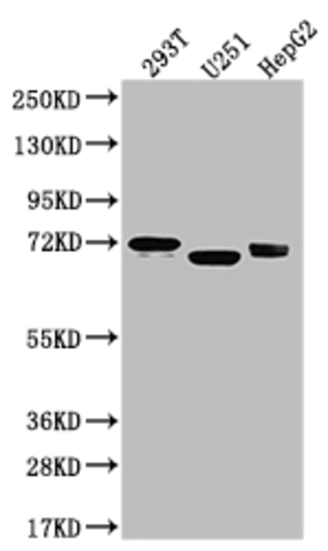 Invitrogen SLC6A4 Recombinant Rabbit Monoclonal Antibody (9G3) 100 μL ...