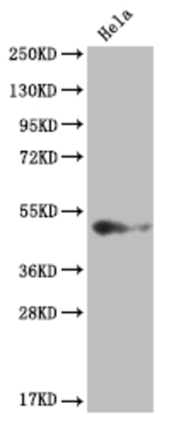 BMP-4 Recombinant Rabbit Monoclonal Antibody (19B7), Invitrogen 100 μL ...