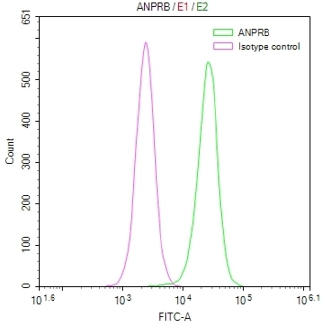 Npr2 Recombinant Rabbit Monoclonal Antibody (19C7), Invitrogen 100 μL ...