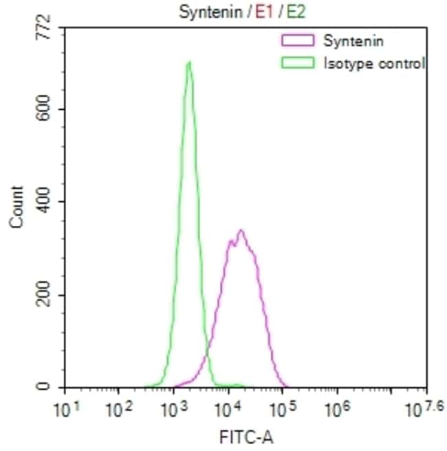 Syntenin 1 Recombinant Rabbit Monoclonal Antibody (19C1), Invitrogen ...