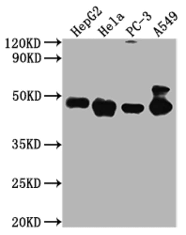 CD273 (B7-DC) Monoclonal Antibody (7F11D11), Invitrogen 100 μL ...