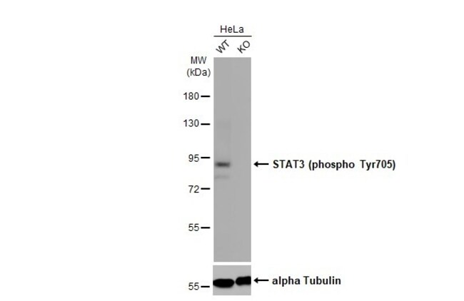 Phospho-STAT3 (Tyr705) Recombinant Rabbit Monoclonal Antibody (HL1464), | Fisher Scientific