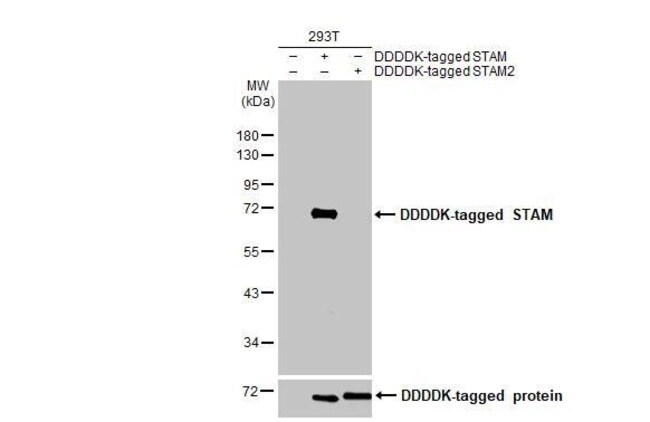 Invitrogen STAM Recombinant Rabbit Monoclonal Antibody (HL1635) 100 μL ...