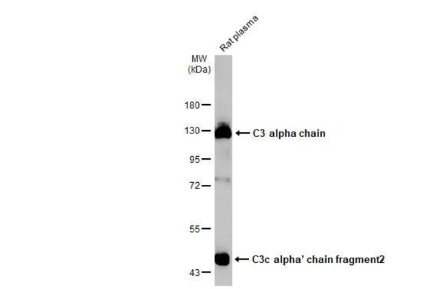 Complement C3 Recombinant Rabbit Monoclonal Antibody (HL1643 ...