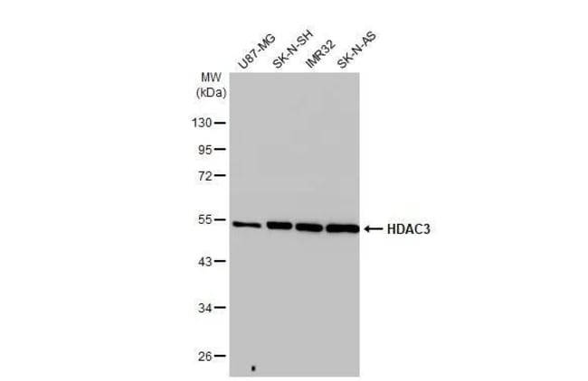 HDAC3 Recombinant Rabbit Monoclonal Antibody (HL1749), Invitrogen 100 ...