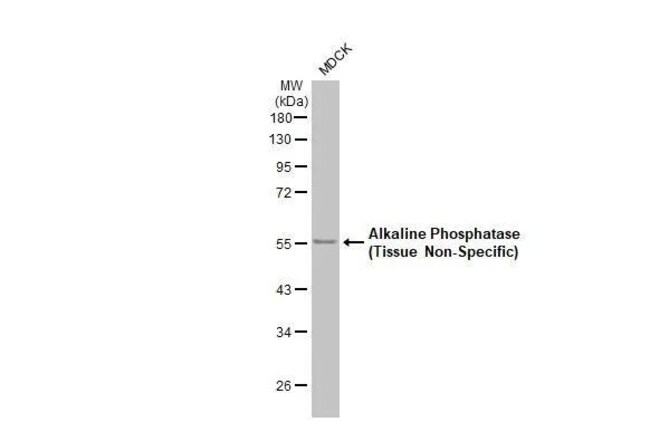 ALPL Recombinant Rabbit Monoclonal Antibody (HL2003), Invitrogen 100 μL ...