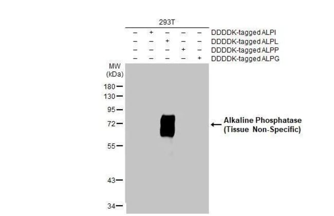 ALPL Recombinant Rabbit Monoclonal Antibody (HL2003), Invitrogen 100 μL ...