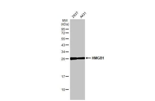 HMGB1 Recombinant Rabbit Monoclonal Antibody (HL2059), Invitrogen 100 ...