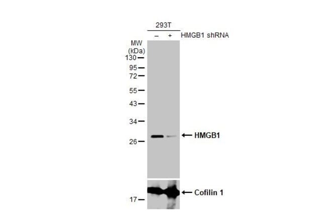 HMGB1 Recombinant Rabbit Monoclonal Antibody (HL2059), Invitrogen 100 ...
