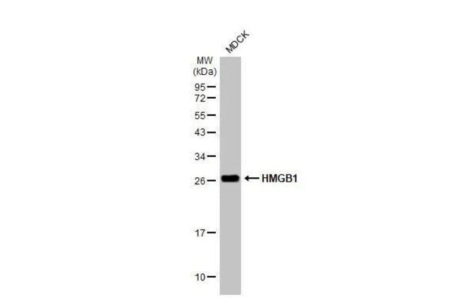 HMGB1 Recombinant Rabbit Monoclonal Antibody (HL2059), Invitrogen 100 ...