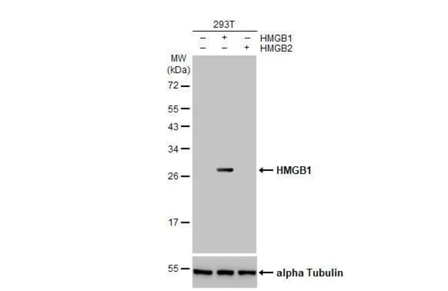 HMGB1 Recombinant Rabbit Monoclonal Antibody (HL2059), Invitrogen 100 ...