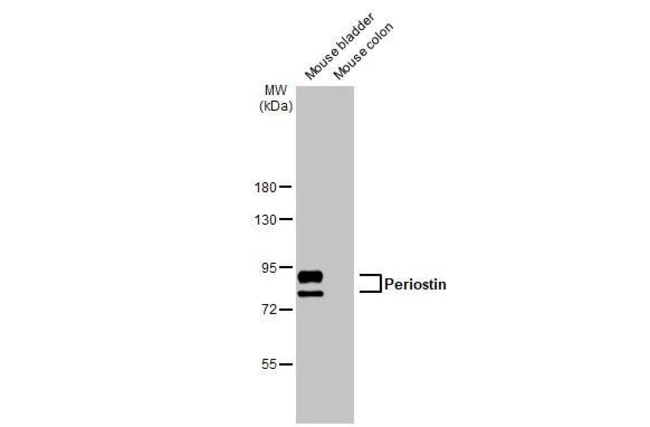 Periostin Recombinant Rabbit Monoclonal Antibody (HL2112), Invitrogen ...