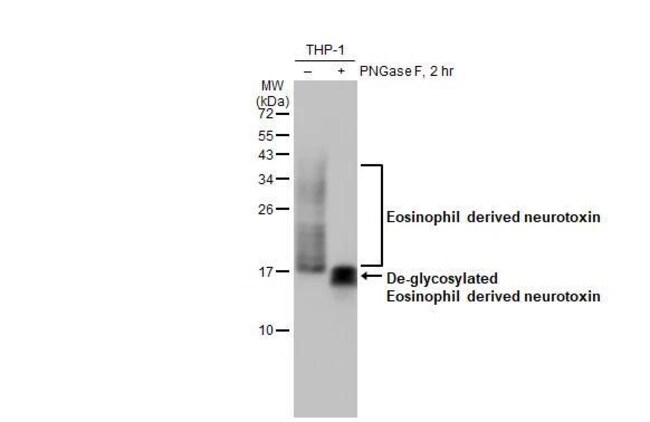 RNASE2 Recombinant Rabbit Monoclonal Antibody (HL2166), Invitrogen 100 ...