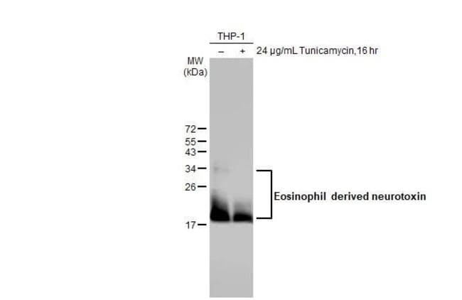 RNASE2 Recombinant Rabbit Monoclonal Antibody (HL2166), Invitrogen 100 ...