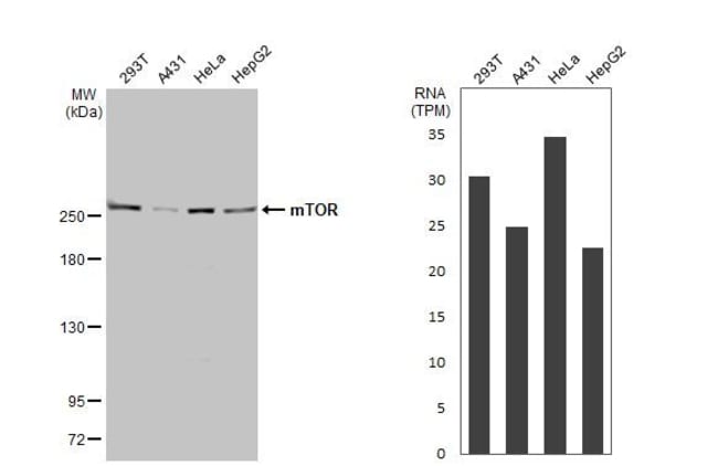 mTOR Recombinant Rabbit Monoclonal Antibody (HL2216), Invitrogen 100 μL ...