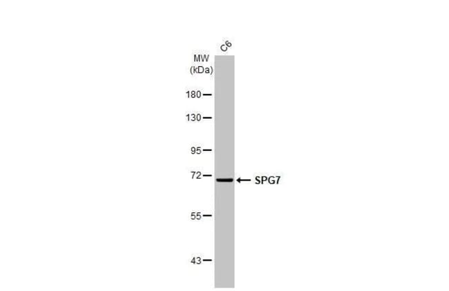 SPG7 Recombinant Rabbit Monoclonal Antibody (HL2236), Invitrogen 100 μL ...
