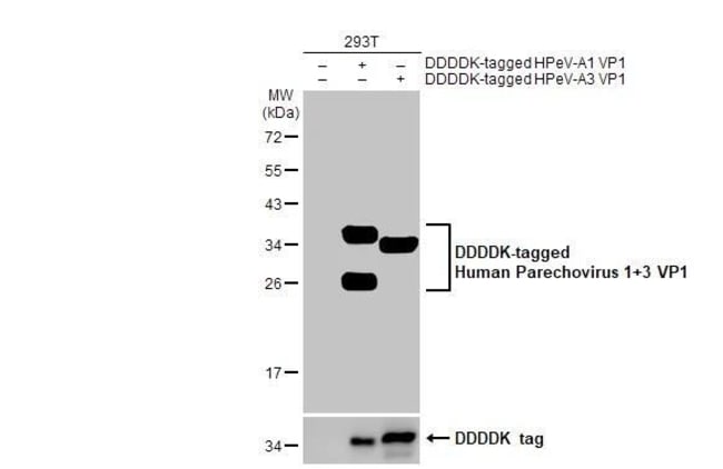 Human Parechovirus Type 1/3 VP1 Recombinant Rabbit Monoclonal Antibody ...