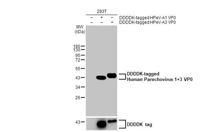Invitrogen Human Parechovirus Type 1/3 VP0 Recombinant Rabbit ...