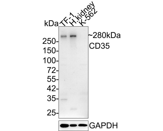 CD35 Monoclonal Antibody (A4F3), Invitrogen 100 μL, Unconjugated ...