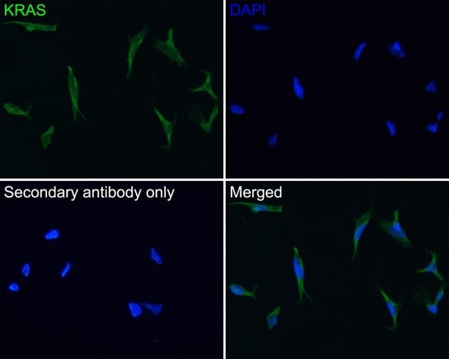 K-Ras Monoclonal Antibody (A8E4), Invitrogen 100 μL, Unconjugated ...