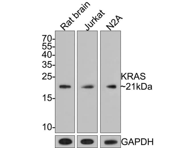 K-Ras Monoclonal Antibody (A8E4), Invitrogen 100 μL, Unconjugated ...