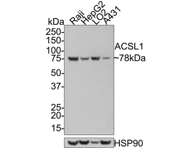 ACSL1 Monoclonal Antibody (A9B5), Invitrogen 100 μL, Unconjugated:Antibodies, | Fisher Scientific