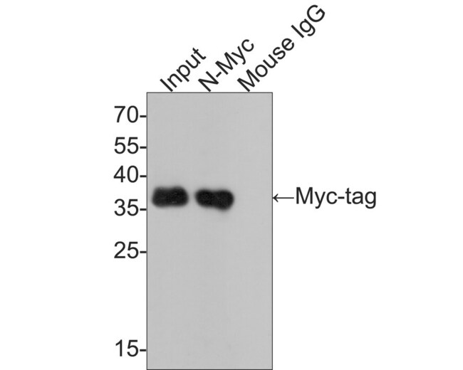 Myc Tag Recombinant Mouse Monoclonal Antibody (A3C8-R-2), Invitrogen ...