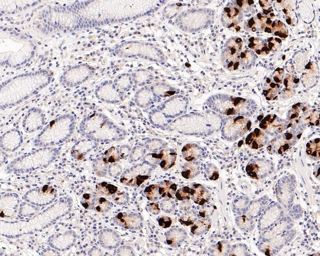 Gastrin Recombinant Rabbit Monoclonal Antibody (PD00-37), Invitrogen ...